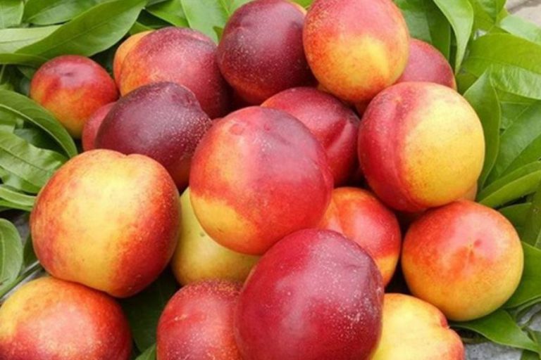 Cách Chọn Đào Giòn, Tươi Ngon Làm Đào Ngâm – bTaskee