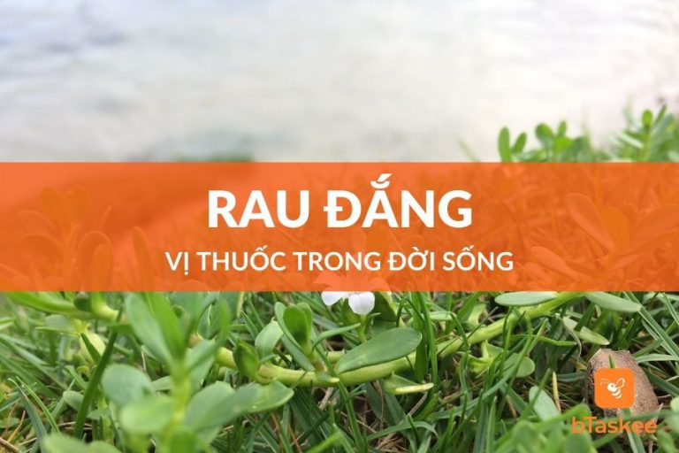 Rau Đắng Vị Thuốc Có Tác Dụng Chữa Bệnh – bTaskee