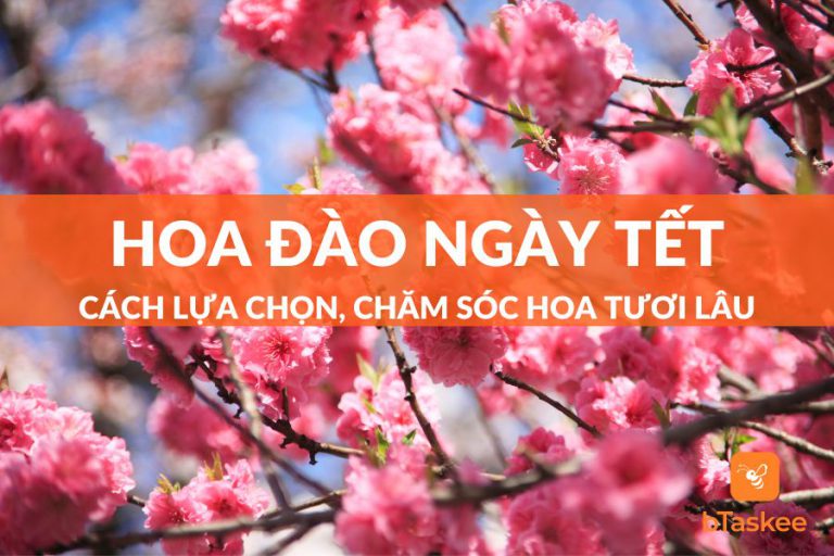 Cách Lựa Chọn, Chăm Sóc Hoa Đào Ngày Tết Tươi Lâu – bTaskee