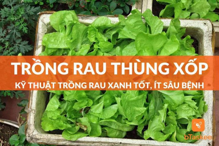 Cách Trồng Rau Trong Thùng Xốp Tươi Tốt, Ít Sâu Bệnh – bTaskee