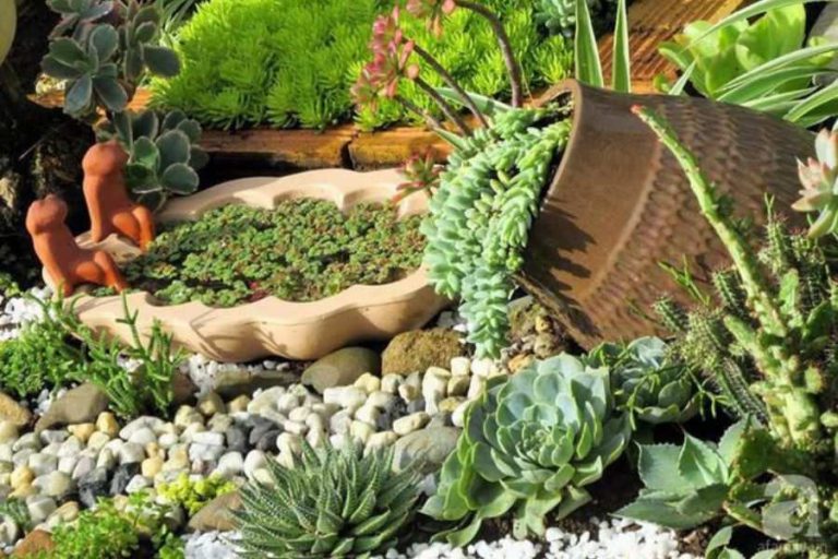 Tất Tần Tật Về Ý Nghĩa Của Sen Đá, Bạn Đã Biết? – bTaskee