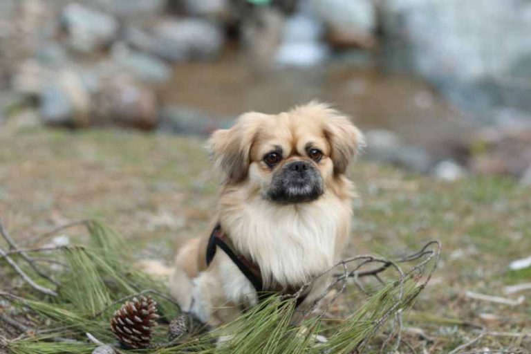 Tổng Hợp Thông Tin Về Chó Đầy Đủ Chi Tiết Nhất 2023 – bTaskee