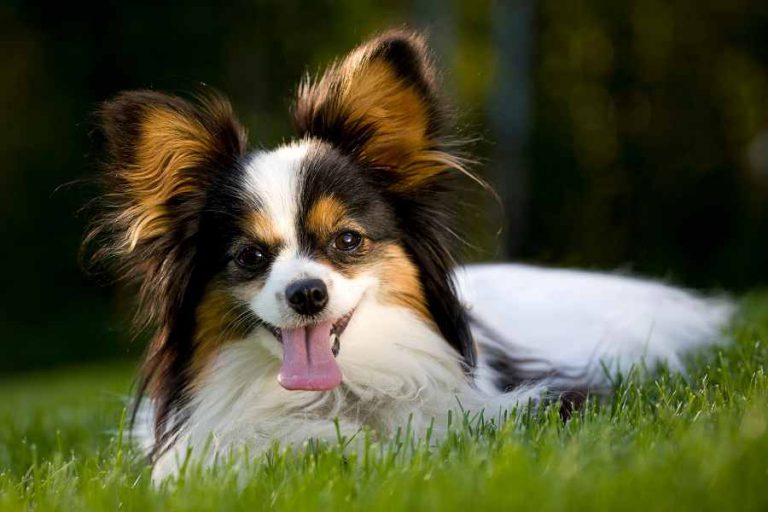 Tổng Hợp Thông Tin Về Chó Đầy Đủ Chi Tiết Nhất 2023 – bTaskee