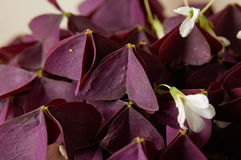 Cây Bướm Đêm: Đặc Điểm - Ý Nghĩa - Cách Trồng - Chăm Sóc – bTaskee