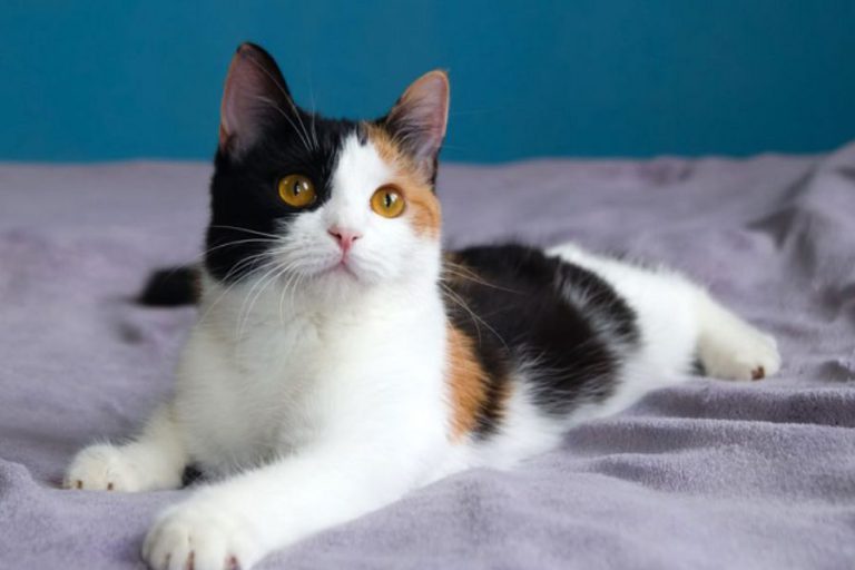 Tổng Hợp Thông Tin Về Loài Mèo Đầy Đủ Chi Tiết Nhất 2023 – bTaskee