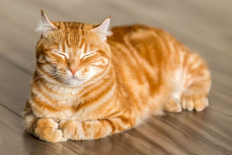 Tổng Hợp Thông Tin Về Loài Mèo Đầy Đủ Chi Tiết Nhất 2023 – bTaskee