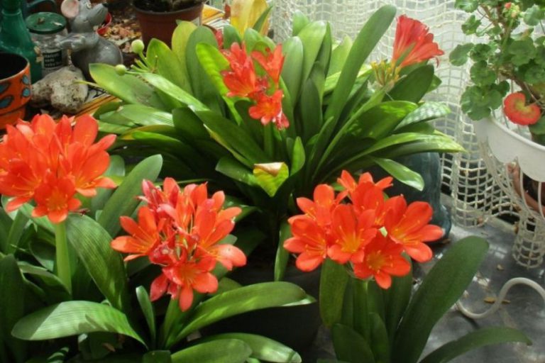 Cây Lan Quân Tử: Ý Nghĩa Phong Thủy Sung Túc Cho Gia Chủ – bTaskee