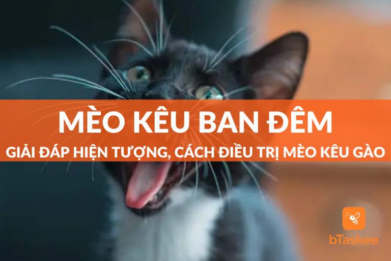 Hiện Tượng Mèo Kêu Ban Đêm Và Cách Điều Trị Mèo Kêu Gào – bTaskee