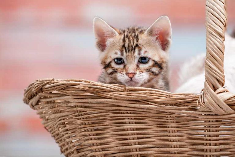 Mèo Bengal: Nguồn Gốc, Giá Cả Và Cách Chăm Sóc – bTaskee