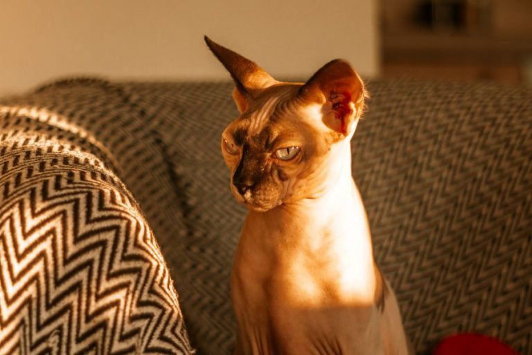 Mèo Ai Cập: Nguồn Gốc, Cách Chăm Sóc Và Giá Bán Chi Tiết – bTaskee