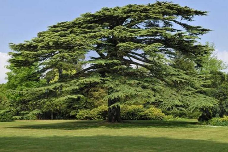 Cây Tuyết Tùng Là Cây Gì? Ý Nghĩa Và Những Lưu Trồng – bTaskee