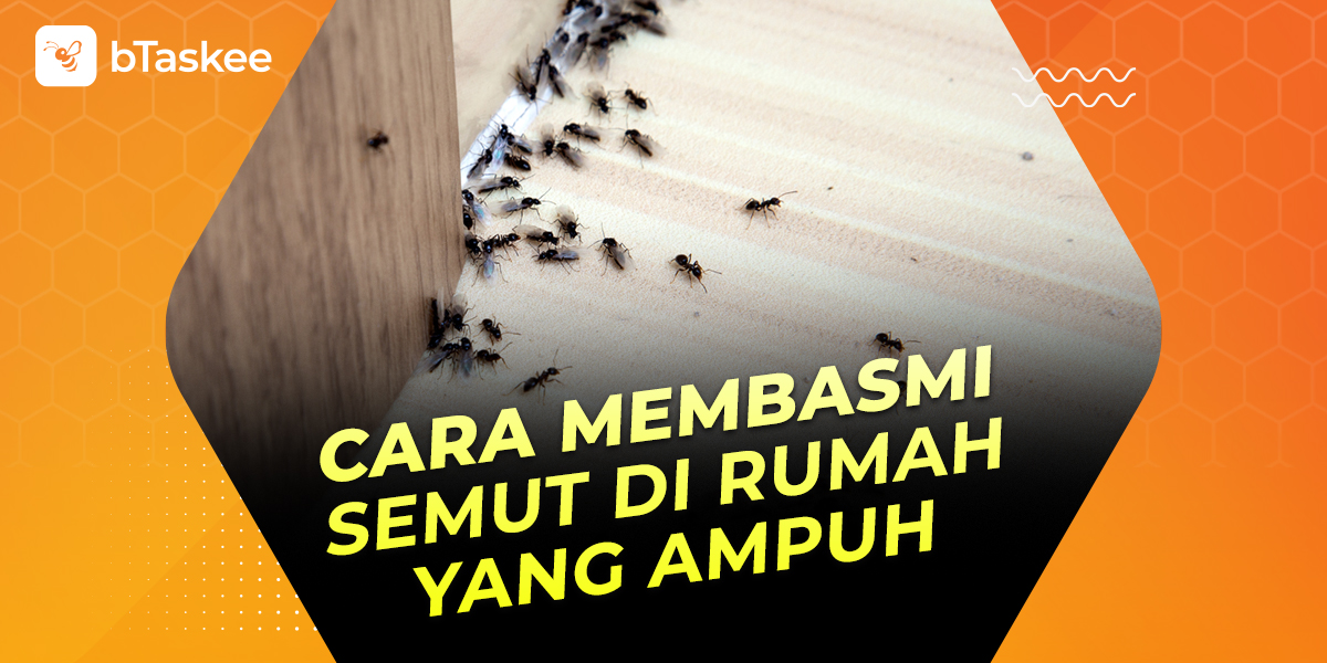 Cara Membasmi Semut di Rumah dengan Mudah - bTaskee