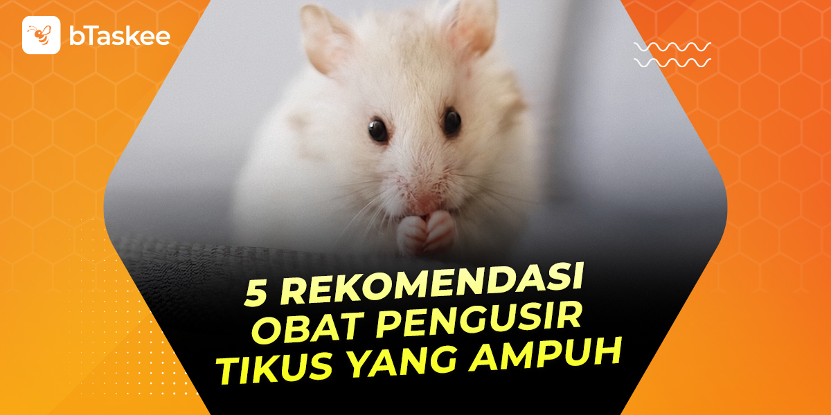 Obat Pengusir Tikus Terbaik di Pasaran – bTaskee