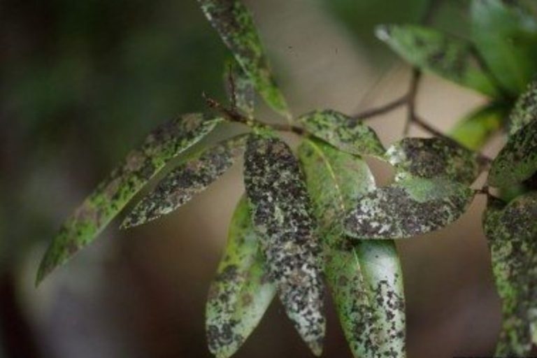 Cây Vú Sữa: Nguồn Gốc, Đặc Điểm, Cách Trồng, Chăm Sóc – bTaskee