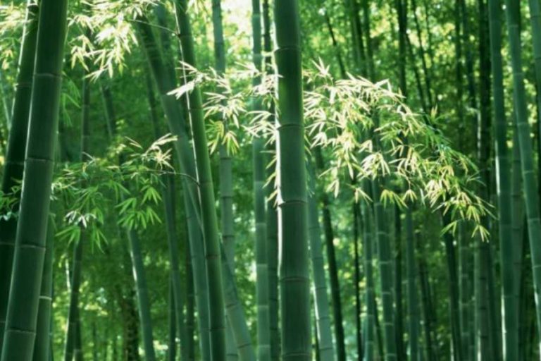 Cây Tre: Đặc Điểm, Ý Nghĩa, Cách Trồng Và Cách Chăm Sóc – bTaskee