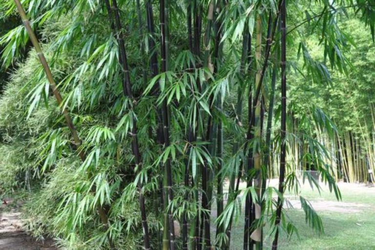 Cây Tre: Đặc Điểm, Ý Nghĩa, Cách Trồng Và Cách Chăm Sóc – bTaskee