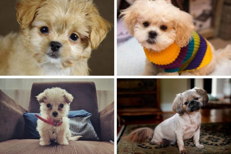 Chó Poodle Lai: Đặc Điểm Và Bảng Giá Của Các Giống – bTaskee