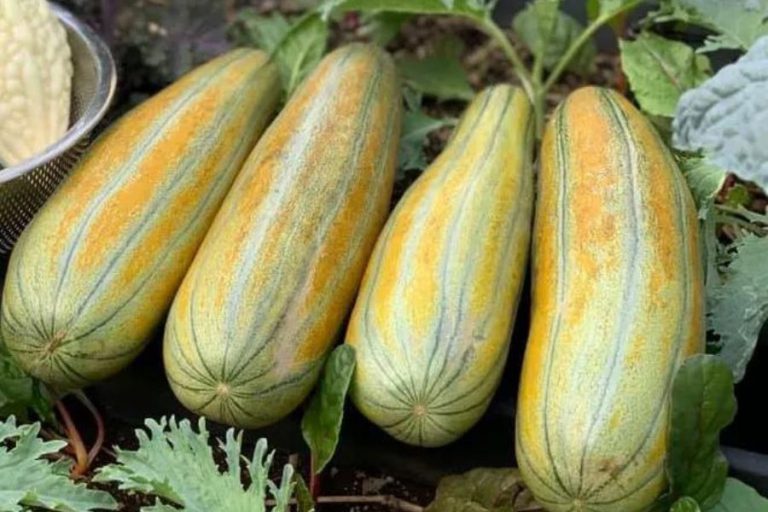 Dưa Gang: Đặc Điểm, Tác Dụng Và Cách Chọn Mua Dưa Ngon – bTaskee
