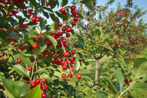 Cây Cherry: Đặc Điểm, Cách Trồng Và Cách Chăm Sóc – bTaskee