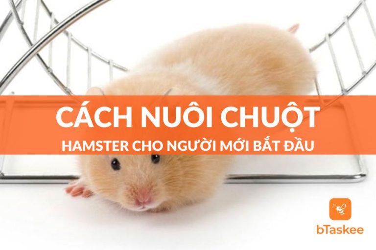 Cách Nuôi Chuột Hamster Chi Tiết Cho Người Mới Bắt Đầu – bTaskee