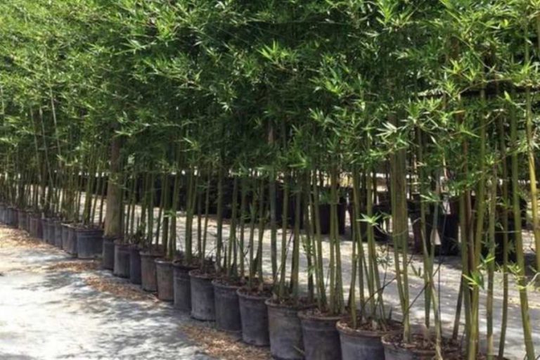 Cây Tre: Đặc Điểm, Ý Nghĩa, Cách Trồng Và Cách Chăm Sóc – bTaskee