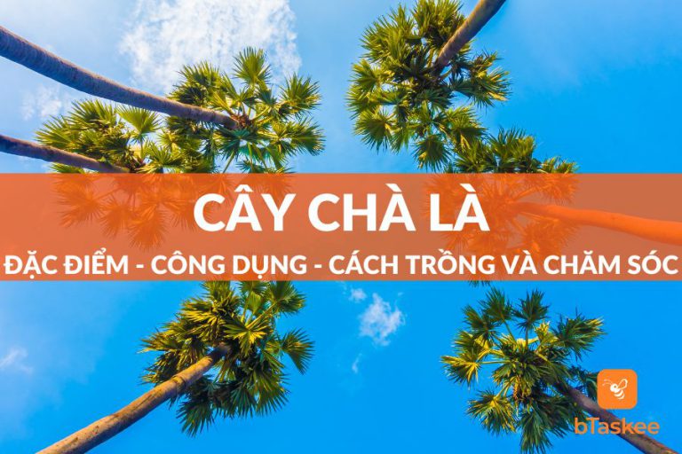 Cây Chà Là: Đặc Điểm - Công Dụng - Cách Trồng & Chăm Sóc – bTaskee