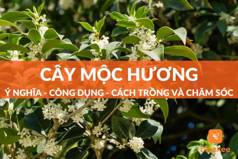 Cây Mộc Hương: Ý Nghĩa, Công Dụng Và Cách Chăm Sóc – bTaskee