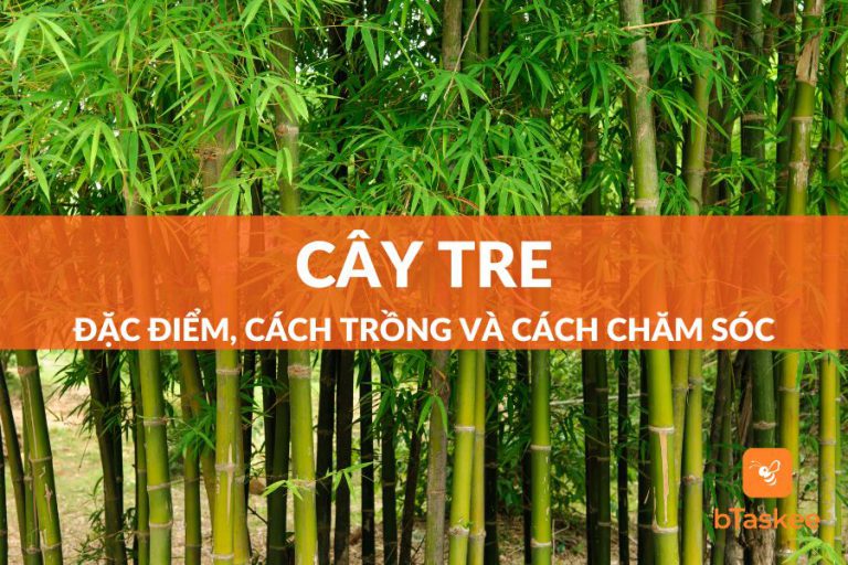 Cây Tre: Đặc Điểm, Ý Nghĩa, Cách Trồng Và Cách Chăm Sóc – bTaskee
