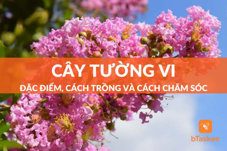Cây Tường Vi: Đặc Điểm, Ý Nghĩa, Cách Trồng Và Chăm Sóc – bTaskee