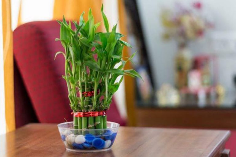 Cây Trúc: Đặc Điểm, Phân Loại, Cách Chăm Sóc. Cách Trồng – bTaskee