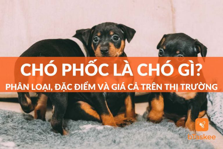 Chó Phốc (Fox) Là Chó Gì? Phân Loại, Đặc Điểm Và Giá Cả – bTaskee