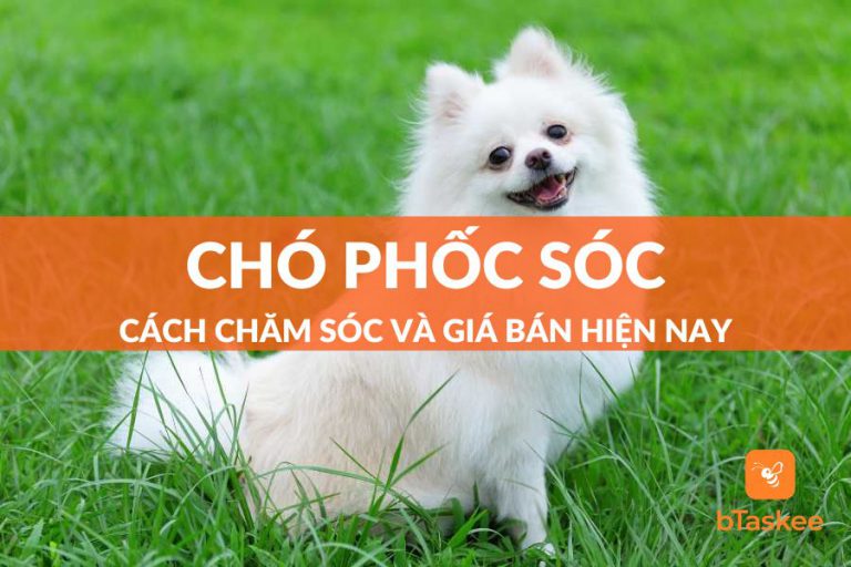 Chó Phốc Sóc (Pomeranian): Đặc Điểm Và Cách Chăm Sóc – bTaskee