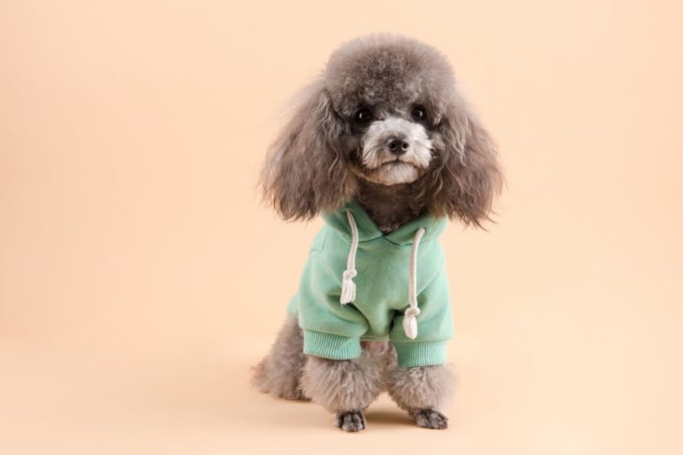 Chó Poodle Lai: Đặc Điểm Và Bảng Giá Của Các Giống – bTaskee
