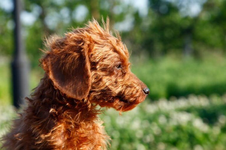 Chó Poodle Lai: Đặc Điểm Và Bảng Giá Của Các Giống – bTaskee