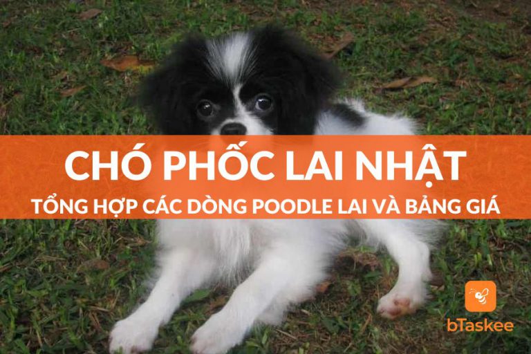Chó Phốc Lai Nhật: Nguồn Gốc, Đặc Điểm Và Giá Thành – bTaskee