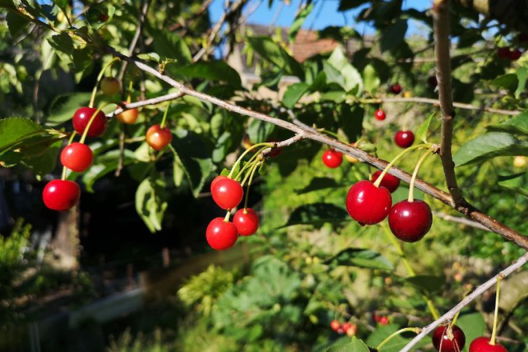 Cây Cherry: Đặc Điểm, Cách Trồng Và Cách Chăm Sóc – bTaskee