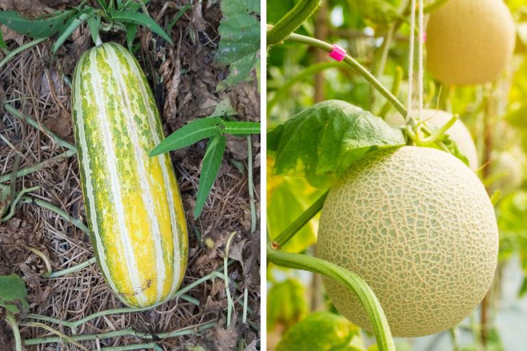 Dưa Gang: Đặc Điểm, Tác Dụng Và Cách Chọn Mua Dưa Ngon – bTaskee