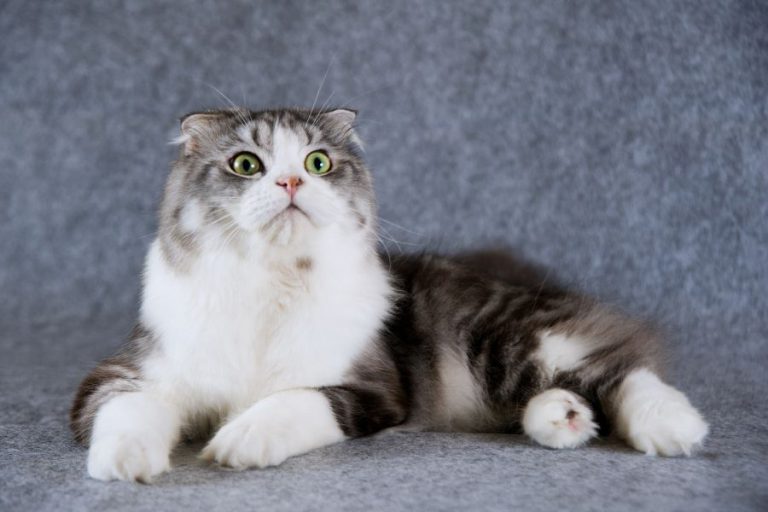 Mèo Tai Cụp Scottish Fold: Cách Chăm Sóc Và Giá Bán – bTaskee