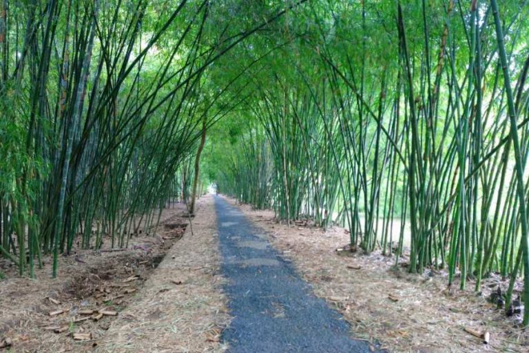 Cây Tre: Đặc Điểm, Ý Nghĩa, Cách Trồng Và Cách Chăm Sóc – bTaskee