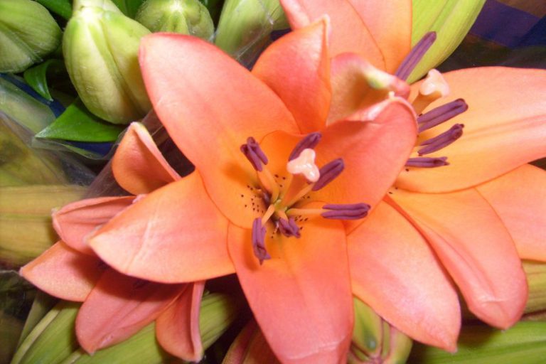 Hoa Ly: Đặc Điểm, Ý Nghĩa, Cách Trồng Và Cách Chăm Sóc – bTaskee