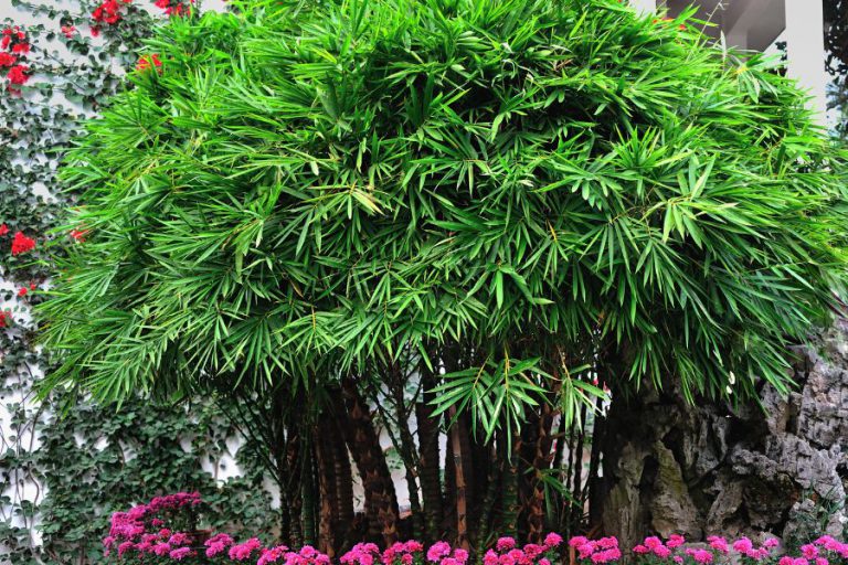 Cây Trúc: Đặc Điểm, Phân Loại, Cách Chăm Sóc. Cách Trồng – bTaskee