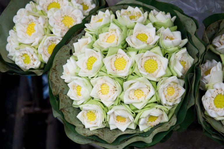 Hoa Sen: Đặc Điểm, Ý Nghĩa Và Cách Chăm Sóc Hoa Sen Đẹp – bTaskee