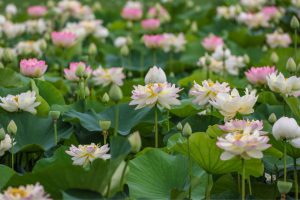 Hoa Sen: Đặc Điểm, Ý Nghĩa Và Cách Chăm Sóc Hoa Sen Đẹp – bTaskee