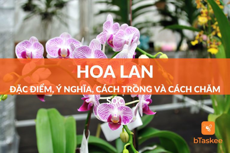 Hoa Lan: Nguồn Gốc, Đặc Điểm, Cách Trồng Và Chăm Sóc – bTaskee