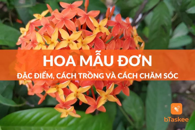 Hoa Mẫu Đơn: Nguồn Gốc, Đặc Điểm, Cách Trồng, Chăm Sóc – bTaskee