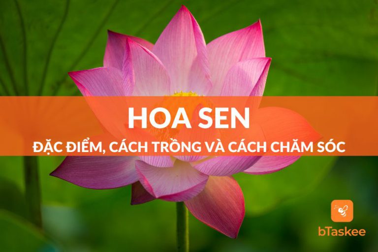 Hoa Sen: Đặc Điểm, Ý Nghĩa Và Cách Chăm Sóc Hoa Sen Đẹp – bTaskee