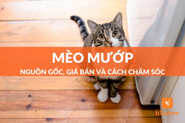Mèo Mướp: Nguồn Gốc, Giá Bán Và Cách Chăm Sóc Chuẩn – bTaskee