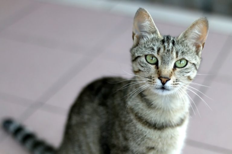 Mèo Mướp: Nguồn Gốc, Giá Bán Và Cách Chăm Sóc Chuẩn – bTaskee