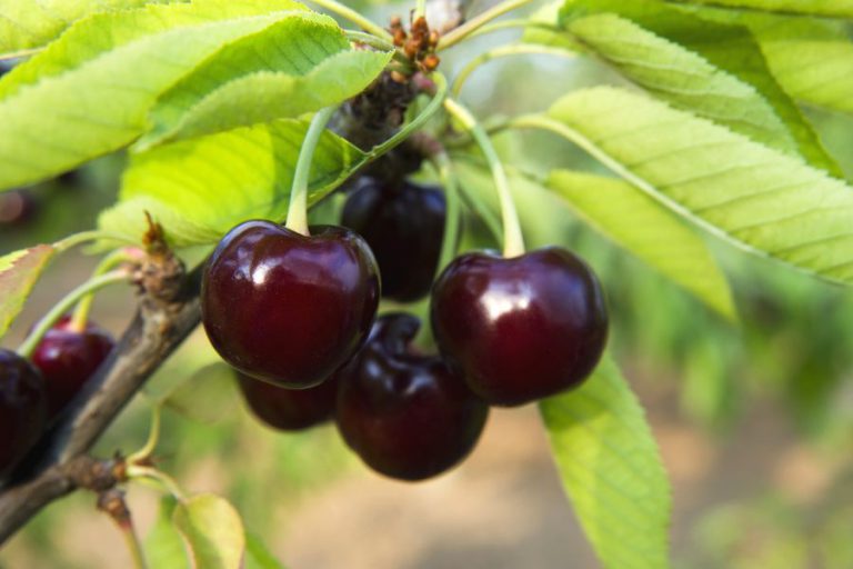 Cây Cherry: Đặc Điểm, Cách Trồng Và Cách Chăm Sóc – bTaskee