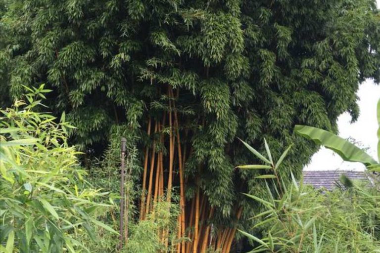 Cây Tre: Đặc Điểm, Ý Nghĩa, Cách Trồng Và Cách Chăm Sóc – bTaskee